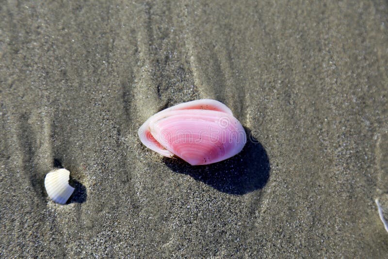 Pink Shell on the Beach Sand. Next To Smaller White Shell Stock Image ...