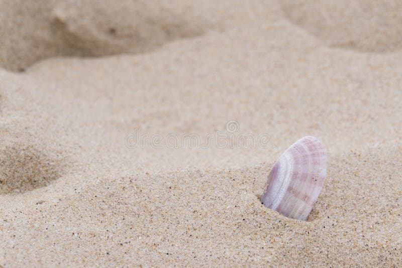 A Pink Shell on Bournemouth Beach Stock Photo - Image of seaside, beach ...