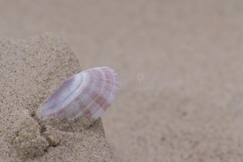 A Pink Shell on Bournemouth Beach Stock Photo - Image of bournemouth ...
