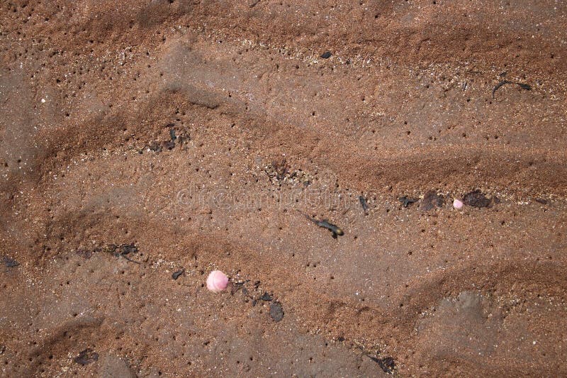 Pink Shell on Ripples in Sand on Seashore Stock Image - Image of waves ...
