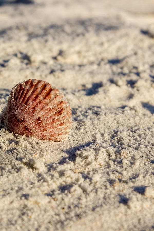 Pink Shell is Lying on the Mirror with a Piece of Cold Ice and Water ...