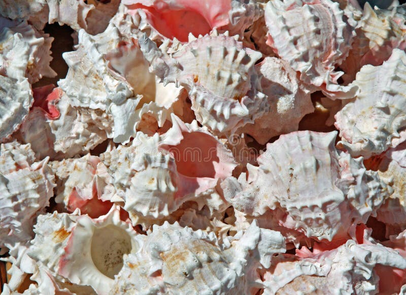 Collection of Pink Sea Shells Collected in the Ocean for Collect Stock ...