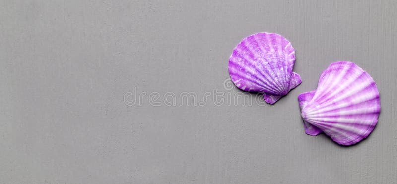 Pink shells stock photo. Image of beach, backdrop, symbol - 35746952