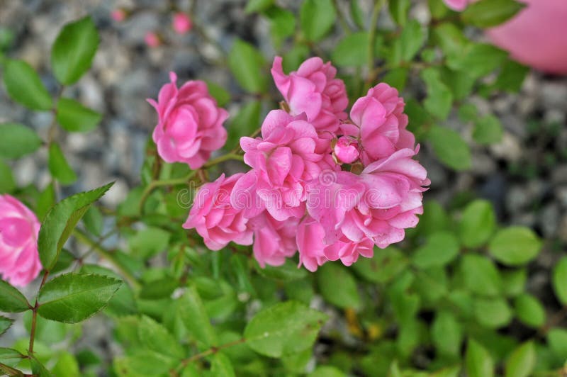 Pink shrub rose stock image. Image of cultivate, elegant - 56729029