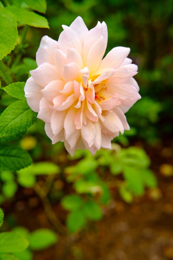 Pink Shrub Rose stock image. Image of rose, nature, petals - 130660631