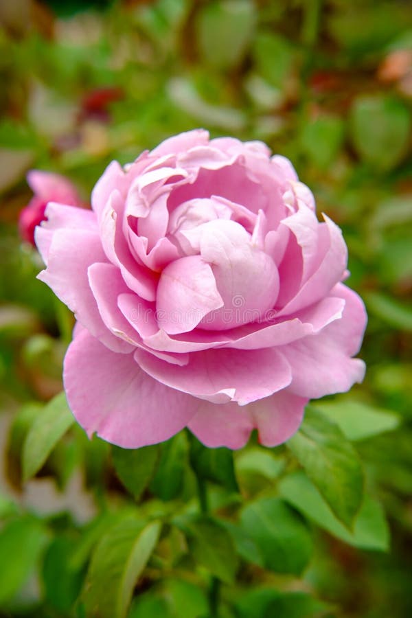 Pink Shrub Rose stock image. Image of leaves, blooming - 130660633