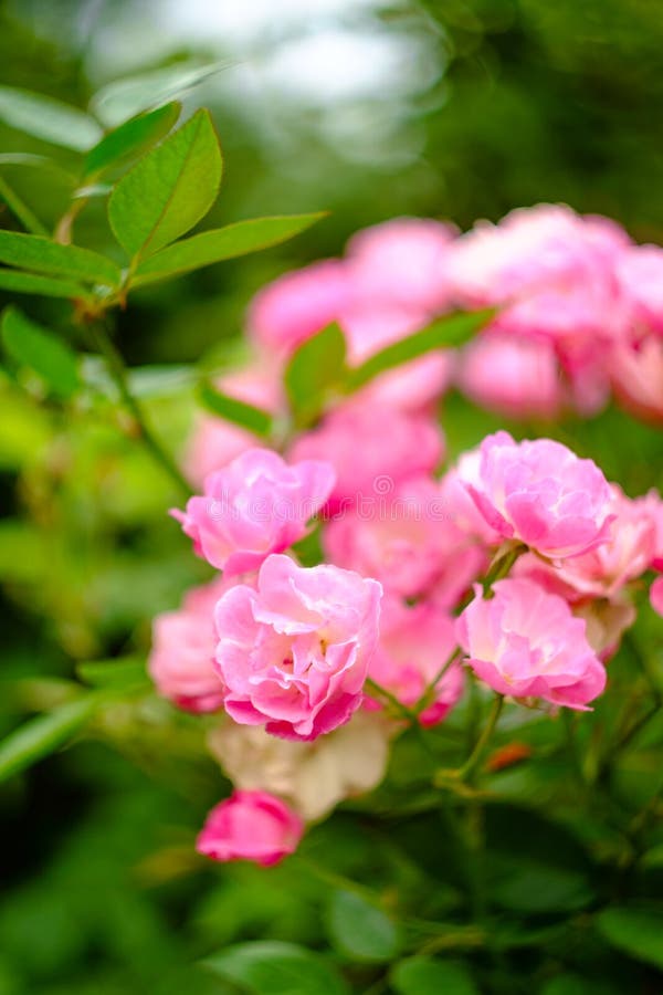 Pink Shrub Rose stock photo. Image of decorative, colors - 130660382