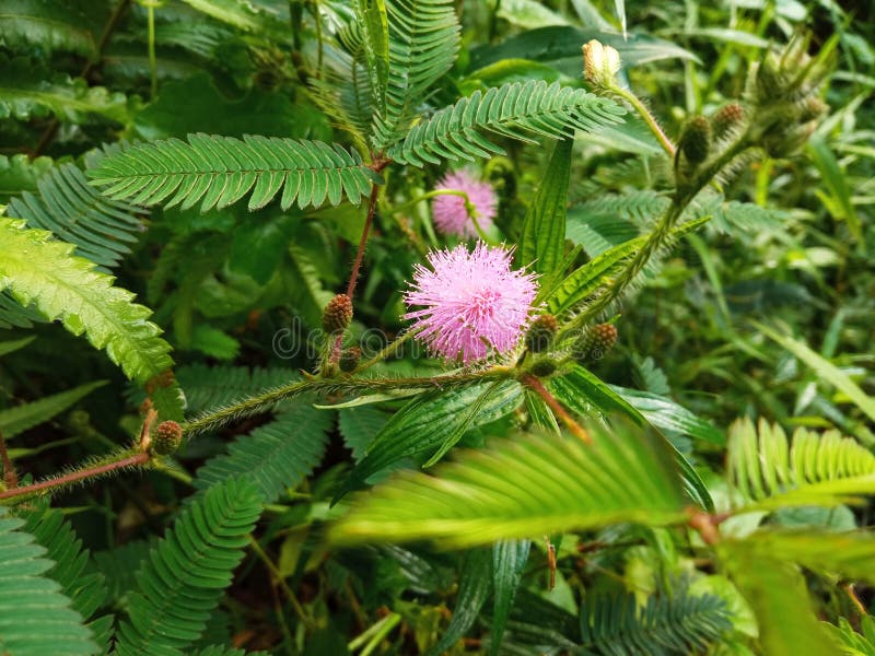 Pink shy princess flower stock image. Image of flower - 239614387