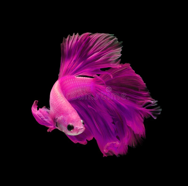 111 Pink Dragon Siamese Fighting Fish Betta Fish Isolated Black Photos ...