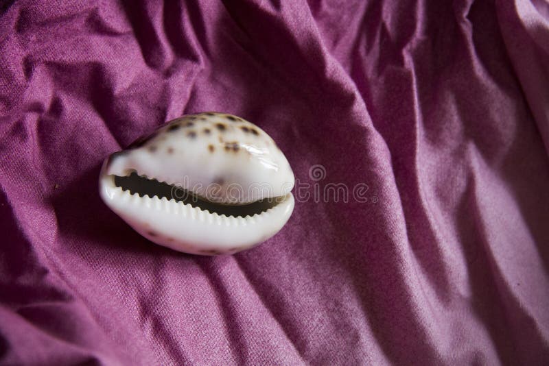 114 Conk Shell Stock Photos - Free & Royalty-Free Stock Photos from ...