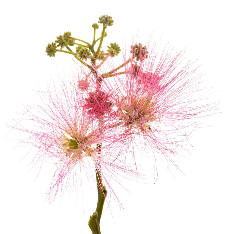 Pink silk tree flowers stock photo. Image of purple - 314994816