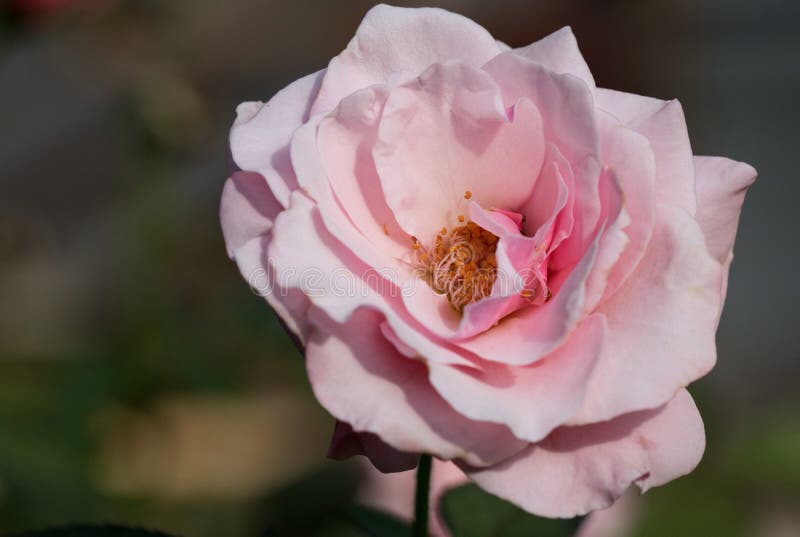 Pink stock photo. Image of flower, nature, love, thailand - 45821144