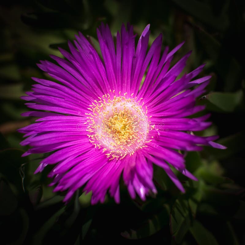 Pink Single Flower in Garden Blooming in Spring Stock Photo - Image of ...