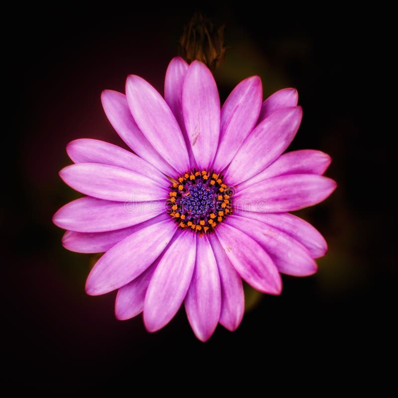 Pink Single Flower in Garden Blooming in Spring Stock Image - Image of ...