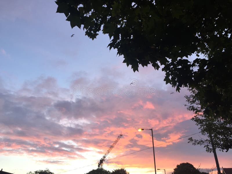 Pink sky stock image. Image of fake, birds, looking, pink - 96930303