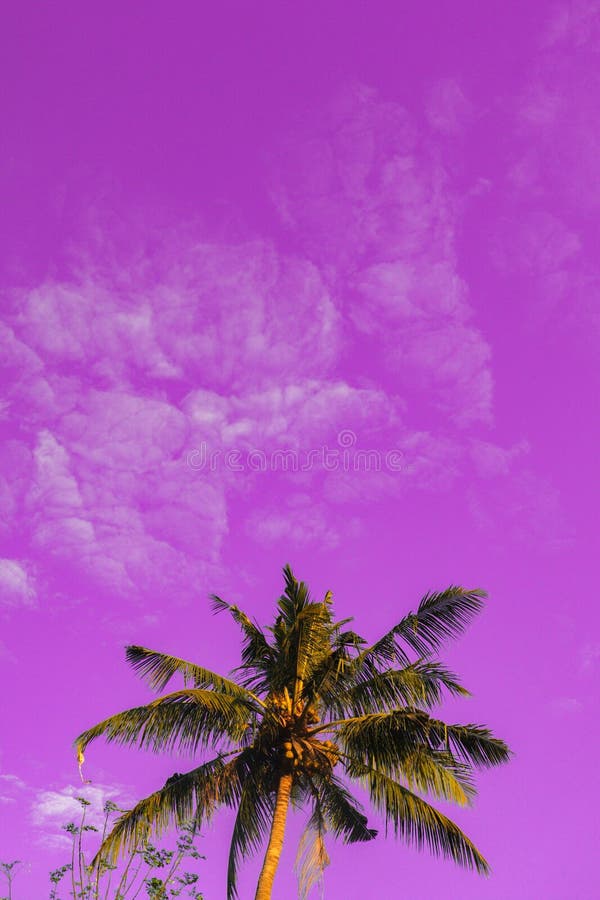 Pink Sky, Rice Fields with Coconut Trees Stock Photo - Image of fields ...