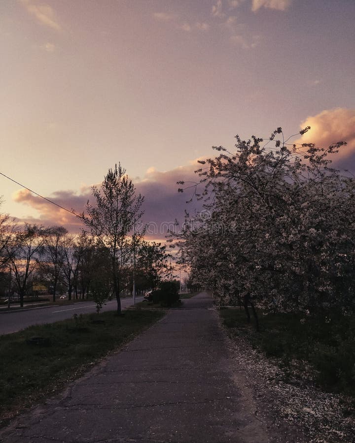 Pink Sky, Sunset Sky, Sky and Clouds, Spring Trees, Spring Mood, Spring ...