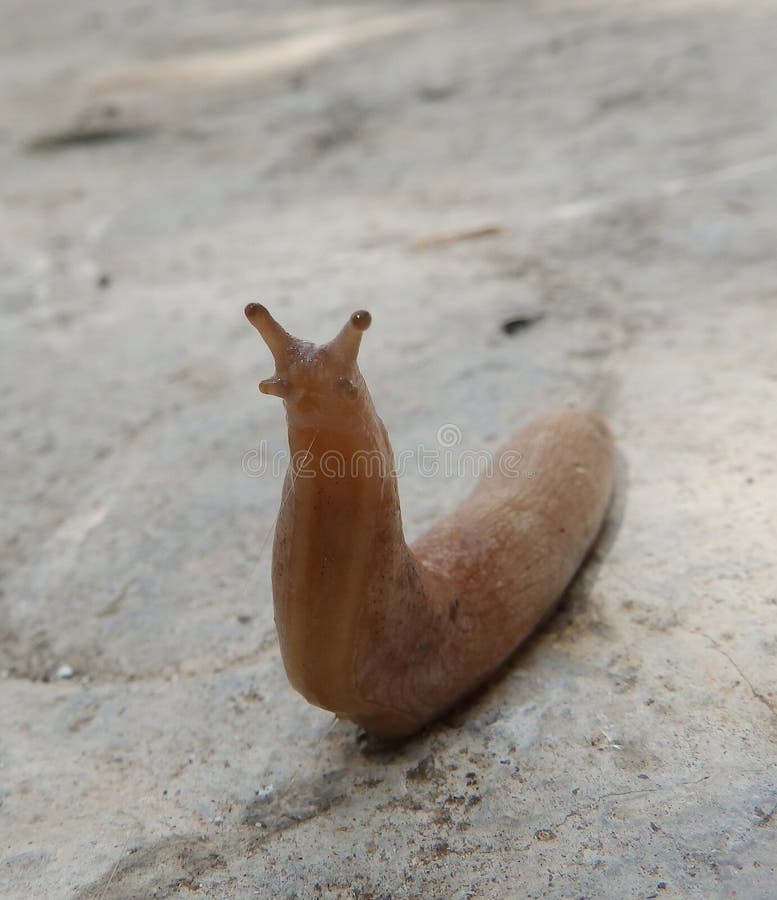 Pink slug on cement stock photo. Image of animal, alone - 42584918