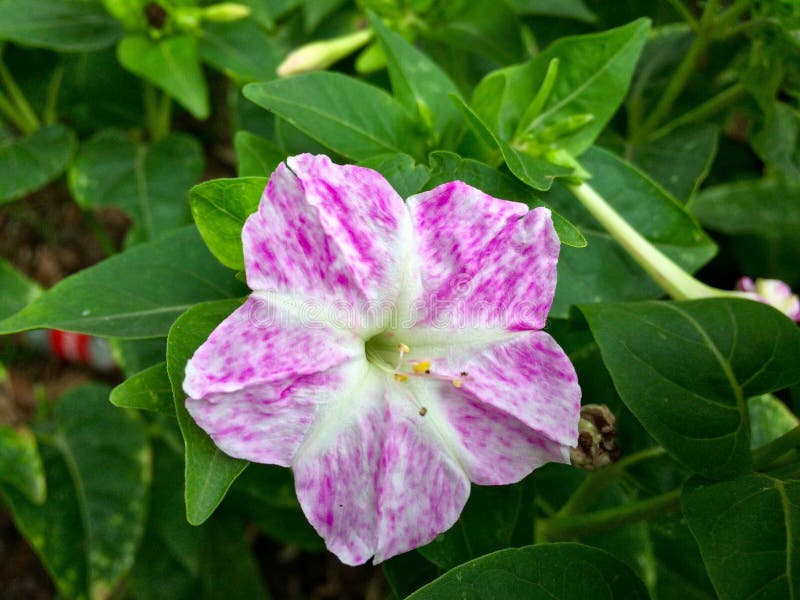 Pink small flower stock photo. Image of flower, road - 96150020