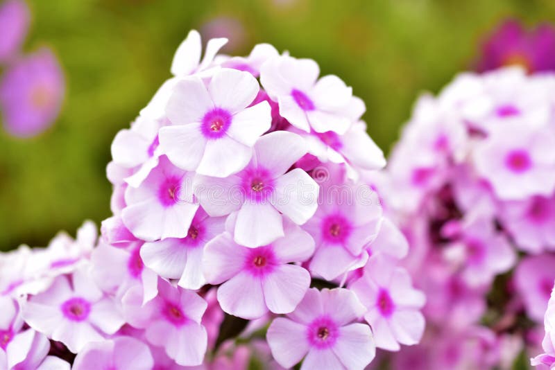Pink Small Flowers of Phlox Paniculata in the Garden Stock Photo ...