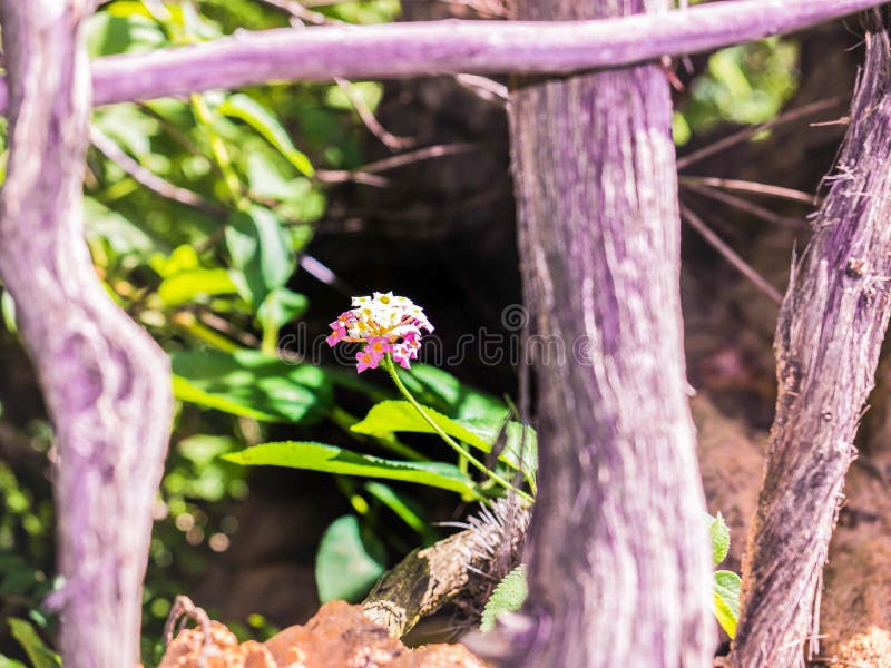 Pink Small Grass Flower in Wood Frame Stock Photo - Image of candle ...