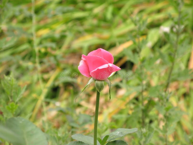 One Small Red Rose with Some Green Stock Image - Image of rosa, specias ...