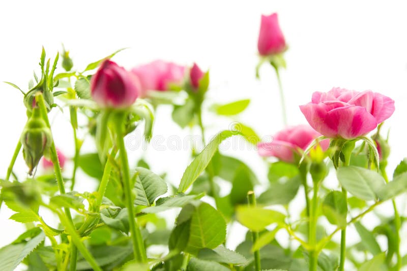 Pink small roses stock image. Image of isolated, closeup - 50288463