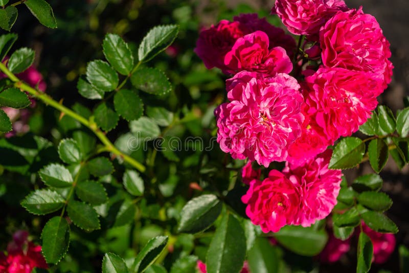 Pink Small Roses, Green Leaves Stock Image - Image of fresh, colorful ...