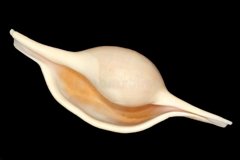 Pink Snail Shell on Black Background Stock Image - Image of water ...