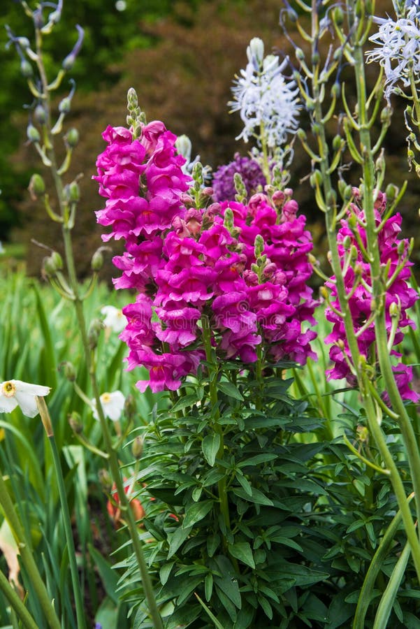 Snapdragon flowers 1 stock photo. Image of flowers, garden - 53018110