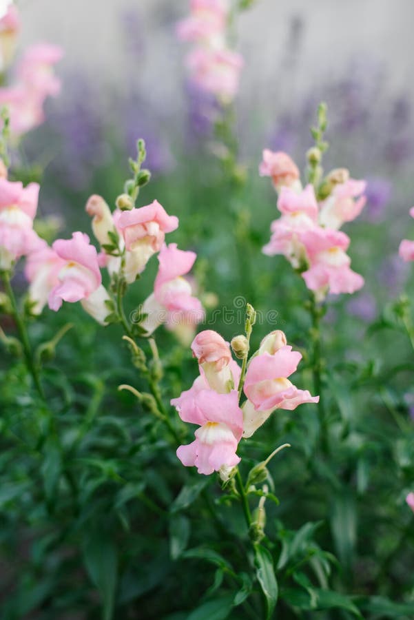 Pink Snapdragon Flowers in the Garden Stock Photo - Image of flower ...