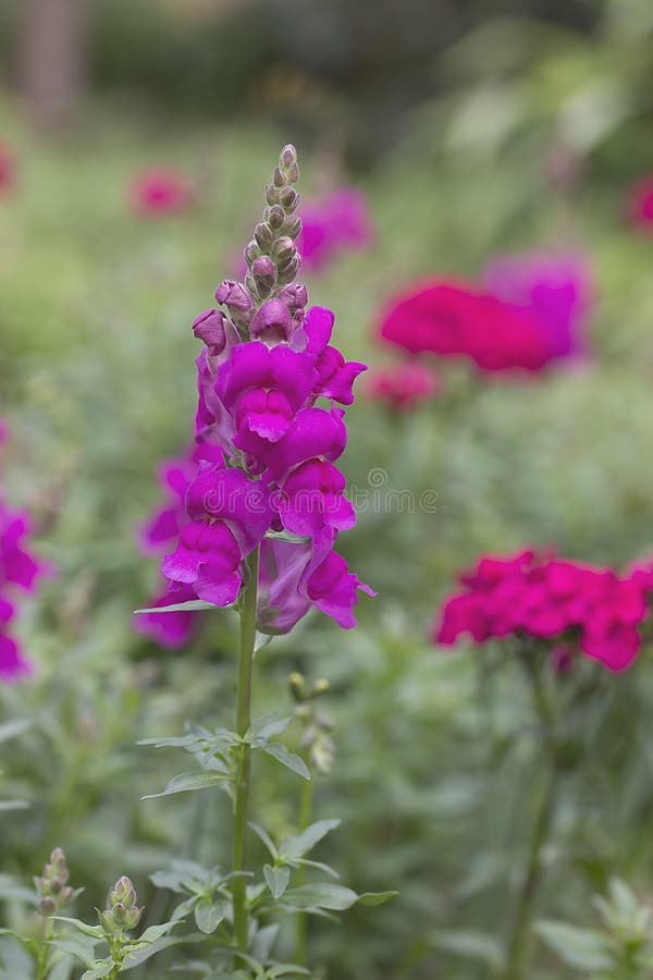 Pink snapdragon stock photo. Image of plant, flower, pink - 57692640