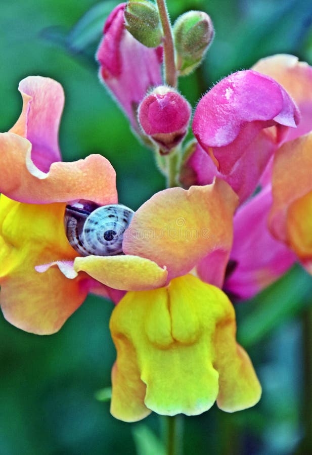 Pink snapdragons blossoms stock photo. Image of floral - 261110568