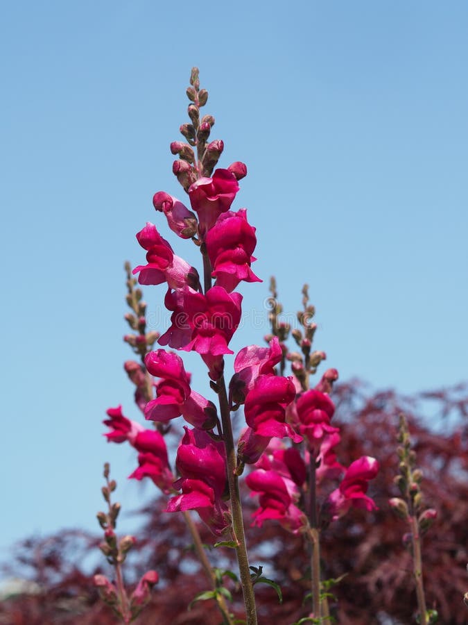 496 Purple Snapdragons Stock Photos - Free & Royalty-Free Stock Photos ...