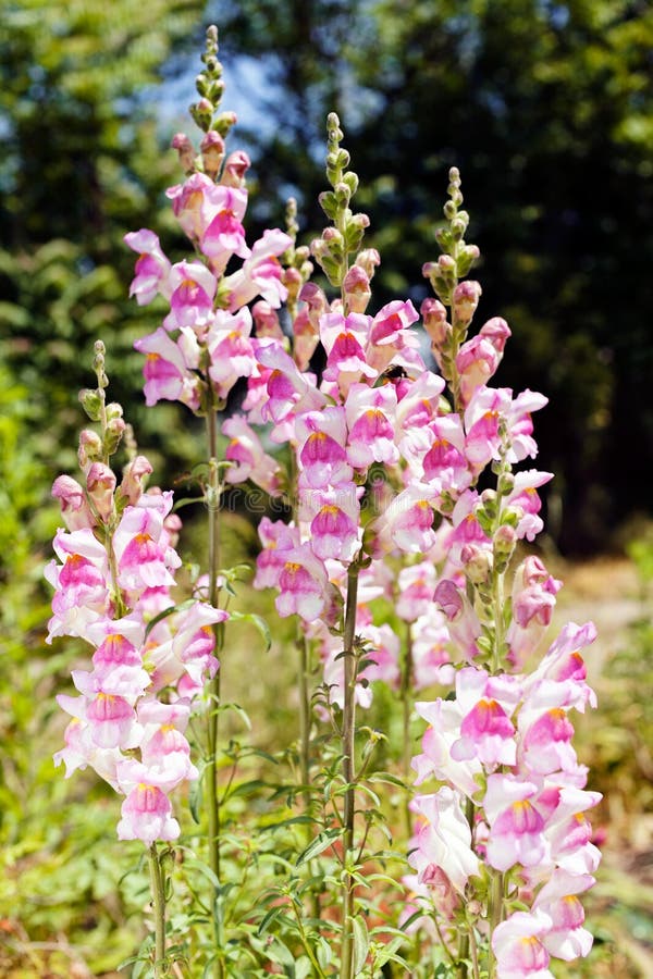 Pink snapdragons stock image. Image of wonderful, petal - 75975305