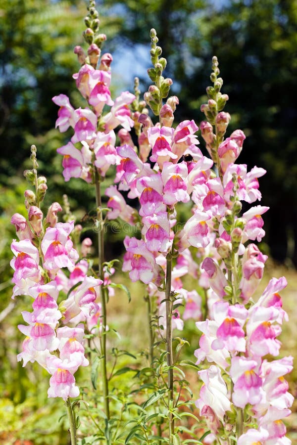 Pink snapdragons stock photo. Image of petal, nature - 75975320