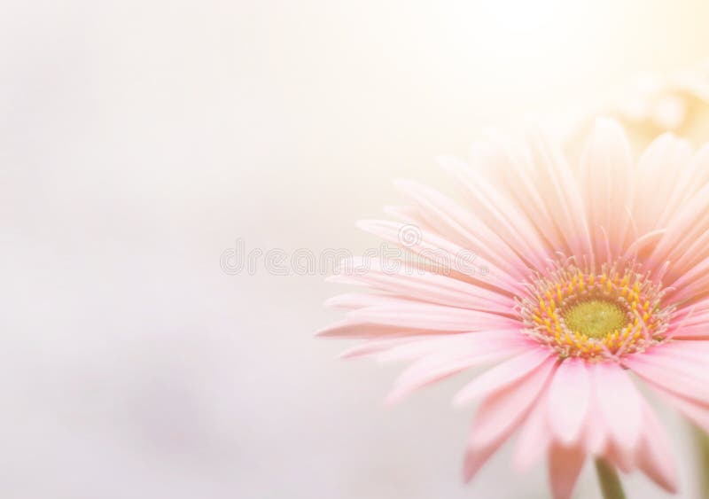 Beautiful Nature Pink Soft Blur Background - Pink Flower As Nature ...