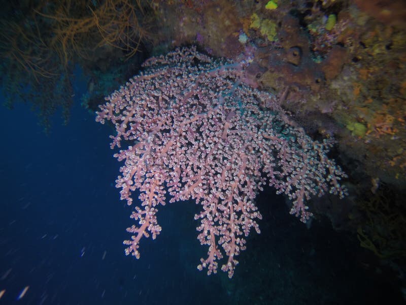 Pink soft coral stock photo. Image of underwater, diving - 70970572