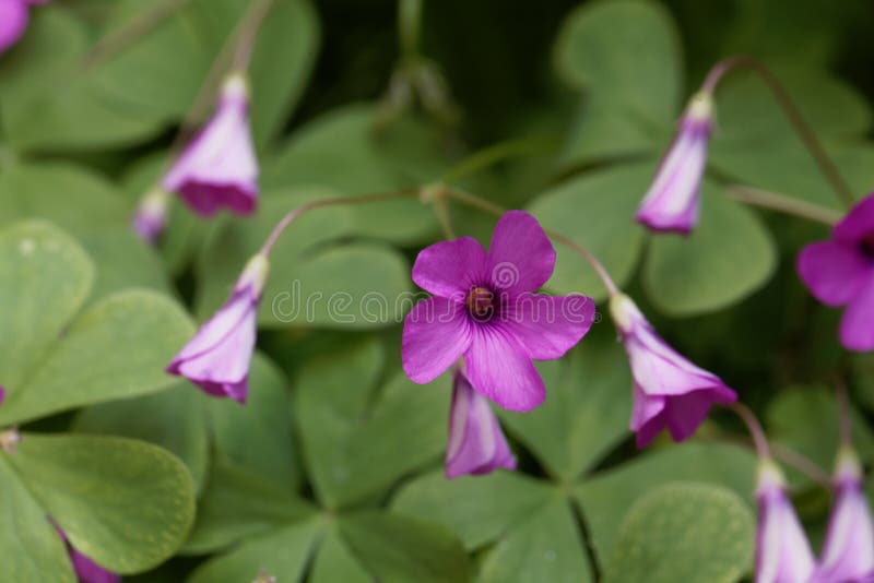 Pink Sorrel Oxalis Articulata Stock Photo - Image of plants, flower ...