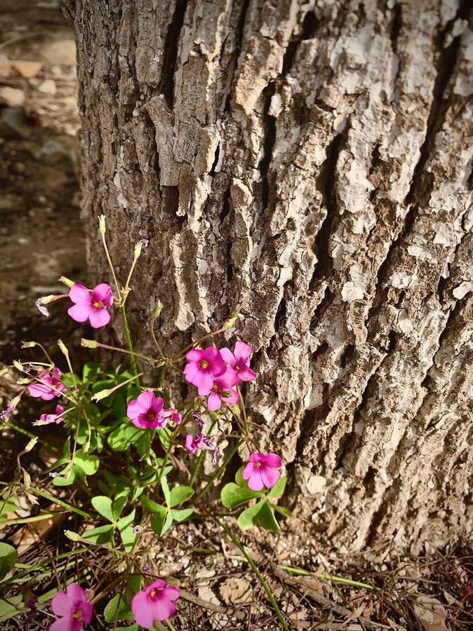 Pink-sorrel Plant on the Floor of a Tree Stock Image - Image of ...