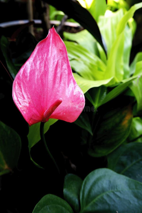 Pink Spadix is Blooming in Garden Stock Image - Image of botanical ...