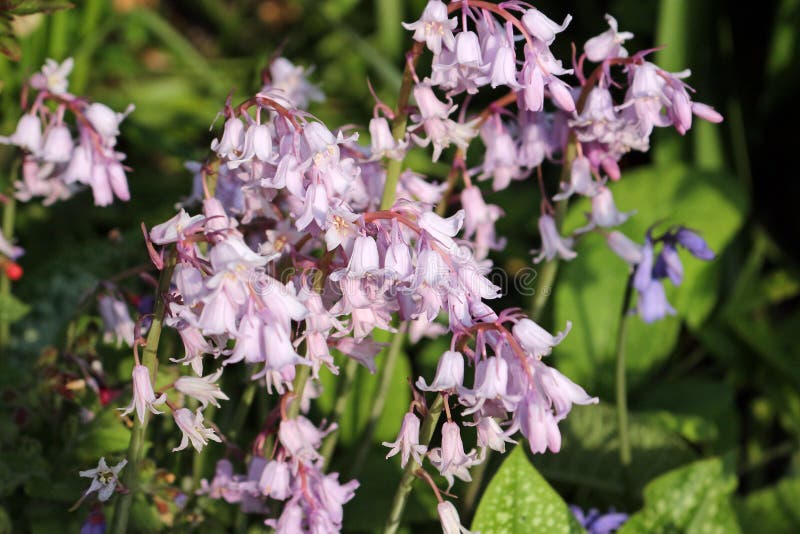 Pink Spanish Bluebells stock image. Image of outside - 97910087