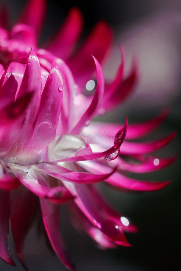 245 Pink Sparkle Droplets Stock Photos - Free & Royalty-Free Stock ...