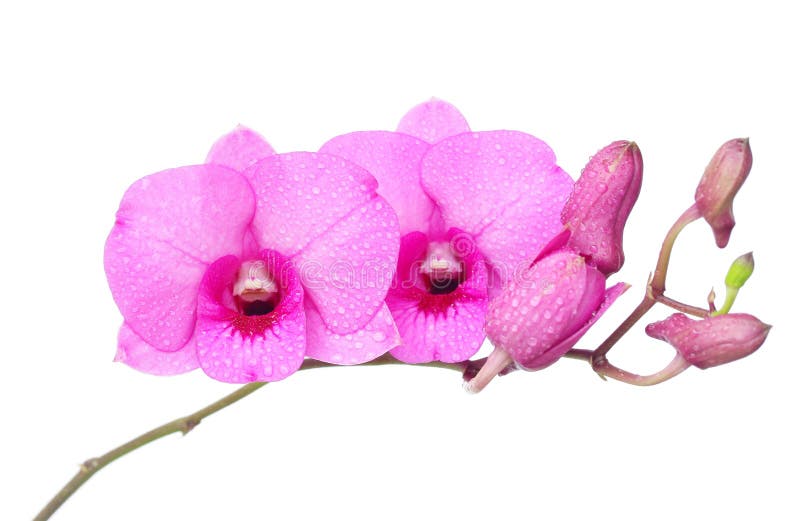 Pink Spathoglottis plant stock photo. Image of holiday - 52217548
