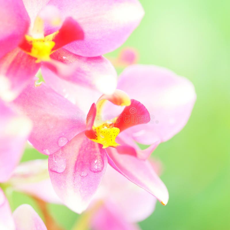 Pink Spathoglottis plant stock photo. Image of decoration - 54615156