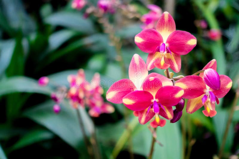 Pink spathoglottis sp. stock photo. Image of pink, beauty - 99303812