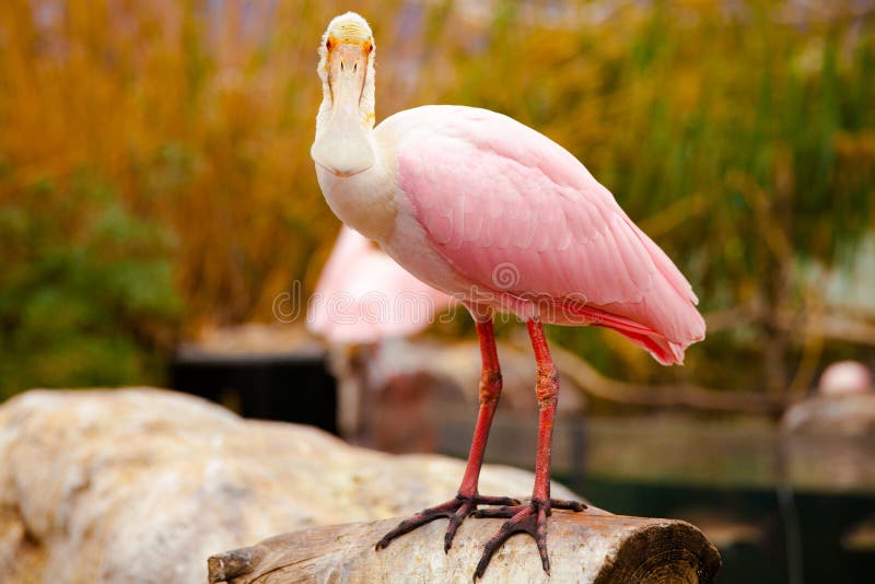 Pink Spatula Bird Looking in Camera Stock Image - Image of ducks, beak ...