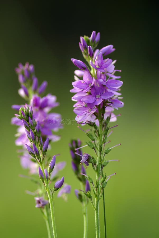 The pink speedwell stock photo. Image of vertical, herbal - 15094256