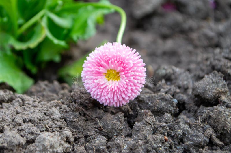Pink Spherical Flower on the Ground Stock Image - Image of plant ...