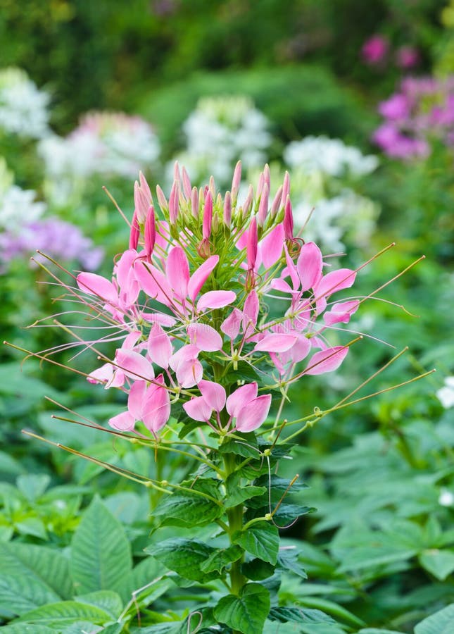 Hot pink spider plant stock photo. Image of captivating - 30415514